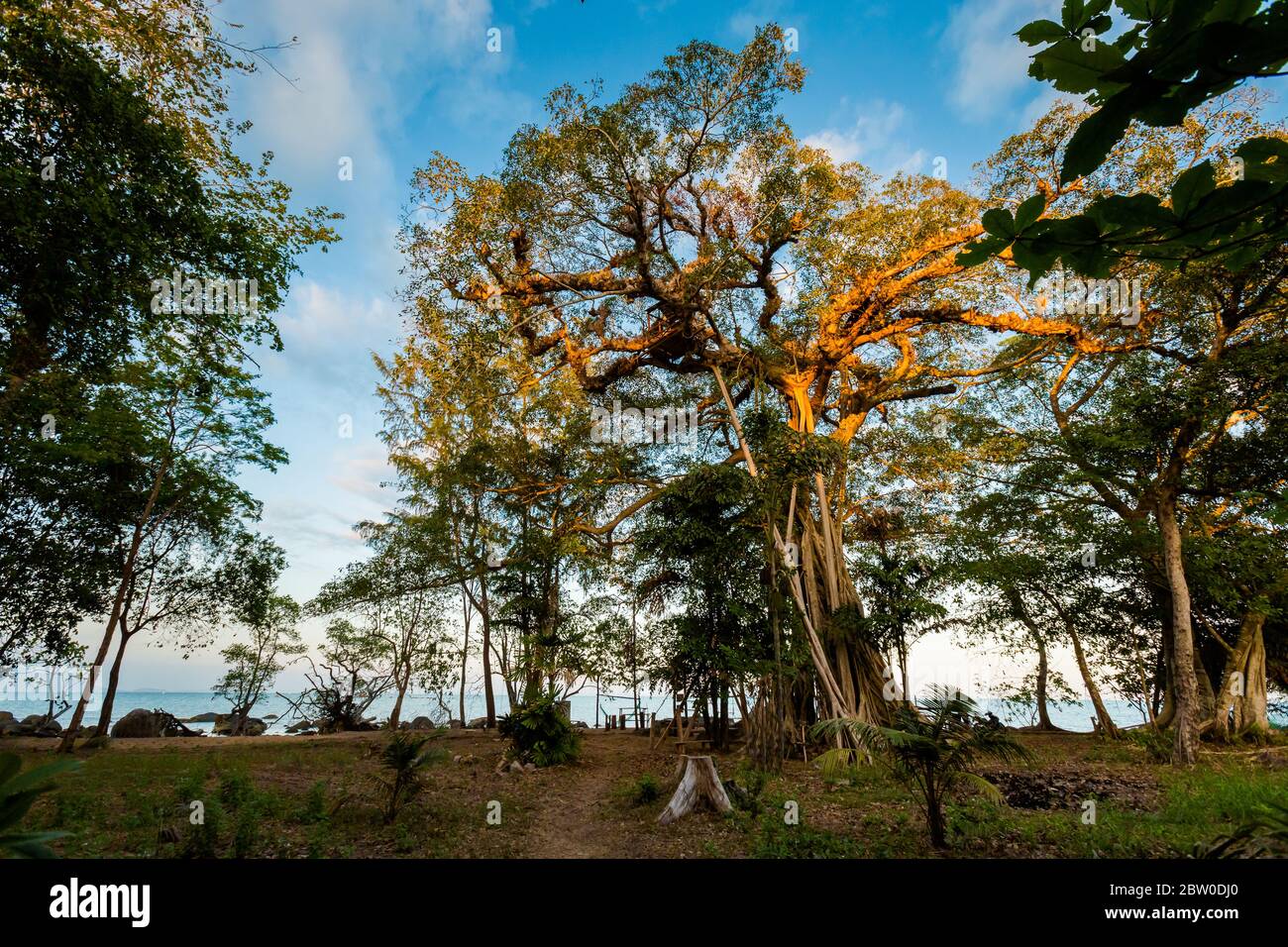 Tree house in the Phu Quoc - Mot Island jungle. Bai Thom area in ...