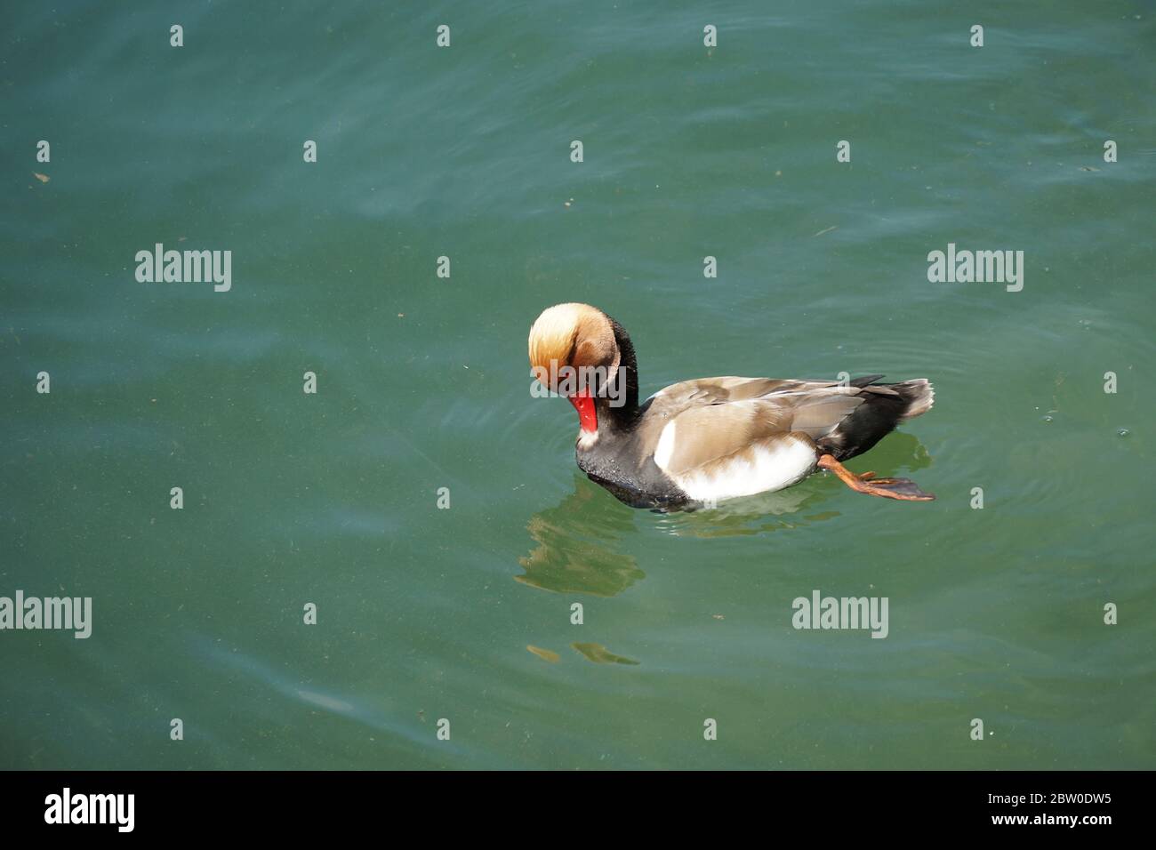 Red beak duck hi-res stock photography and images - Alamy