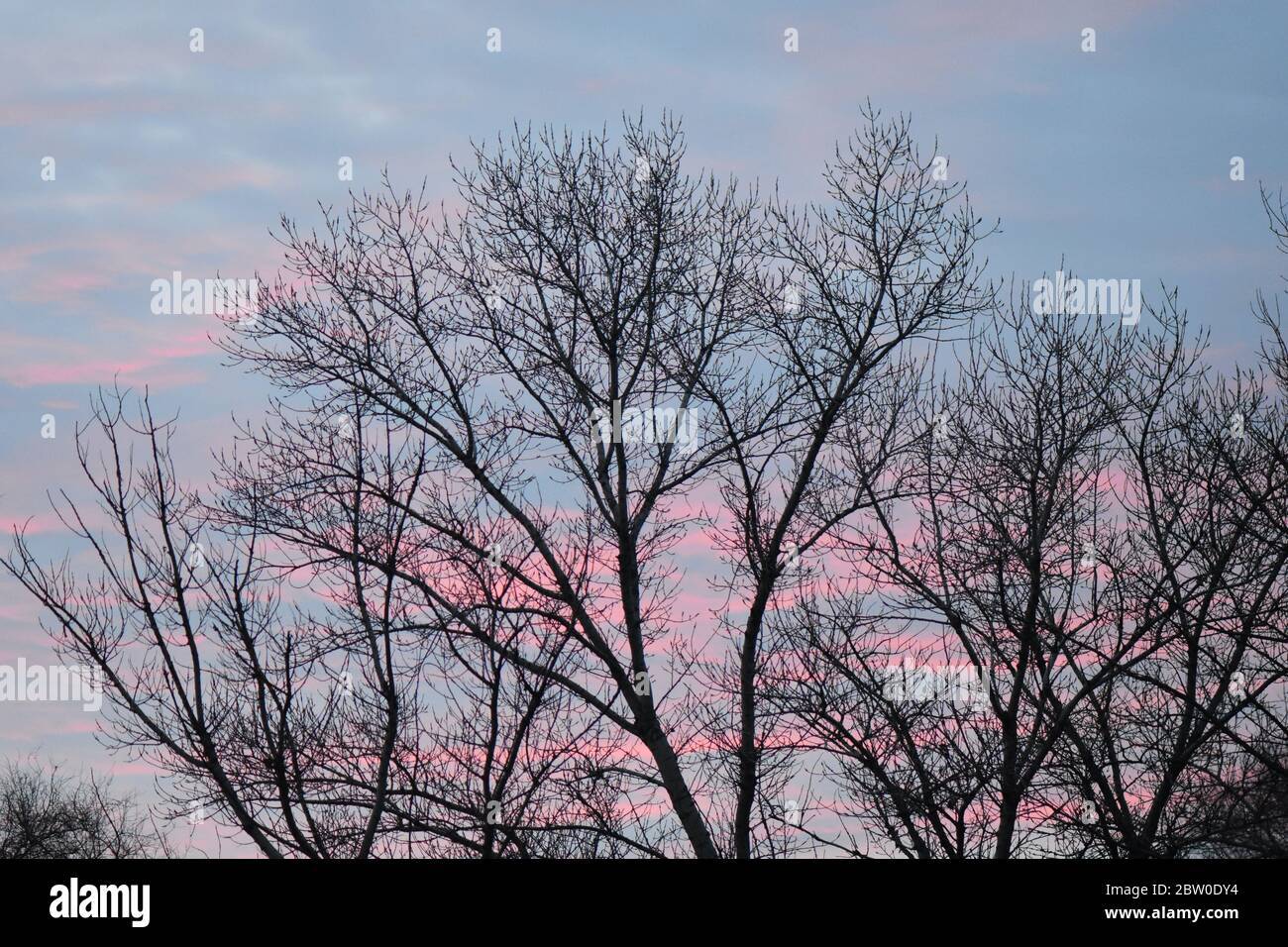 Tree top silhouette in sunset rays Stock Photo - Alamy