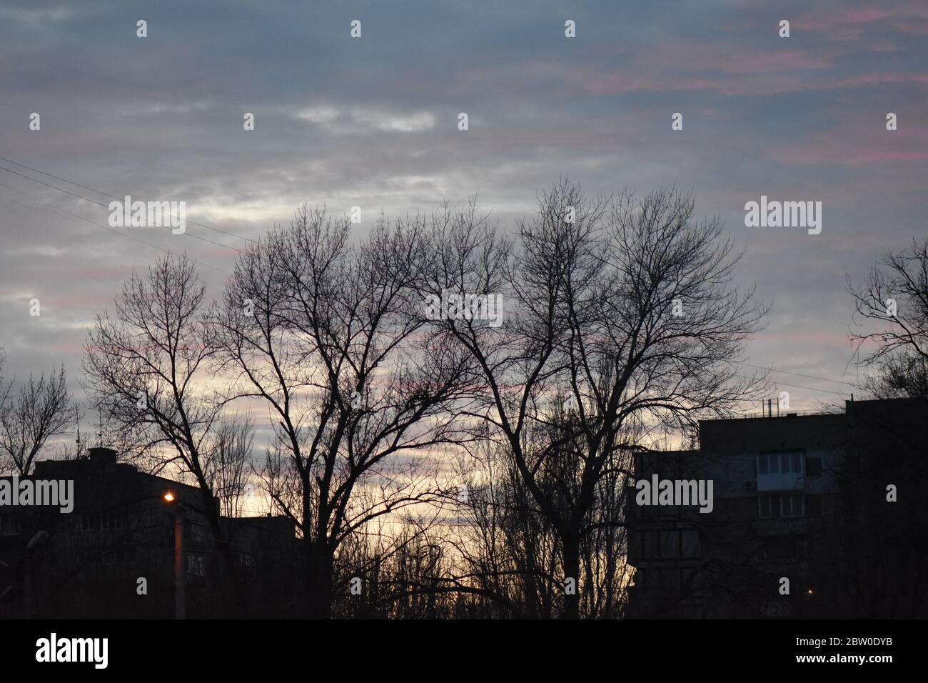 Tree top silhouette in sunset rays Stock Photo - Alamy