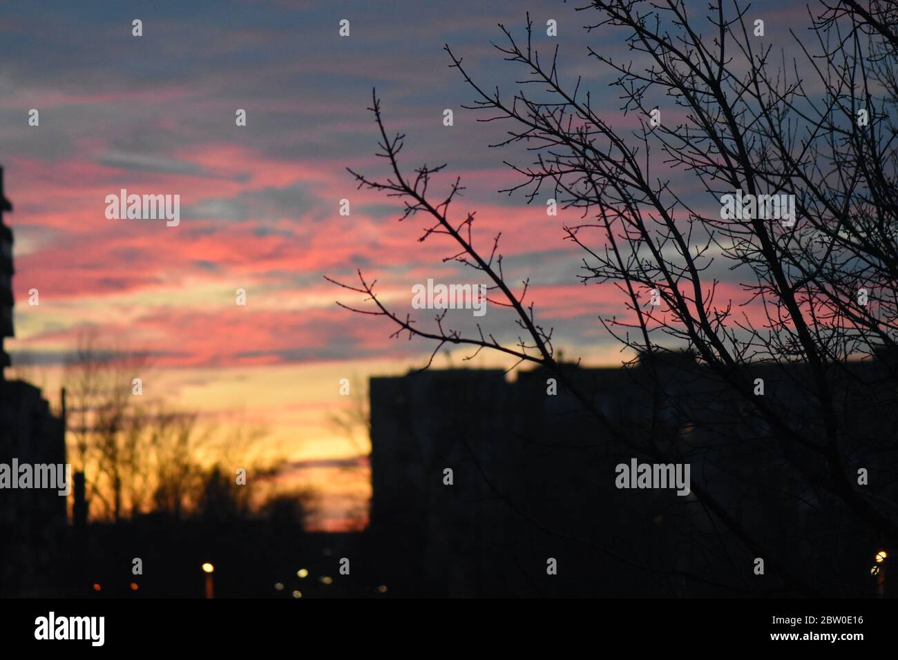 Tree top silhouette in sunset rays Stock Photo - Alamy