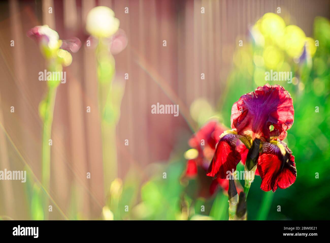 Dark red iris flower grow in green sunny garden Stock Photo - Alamy