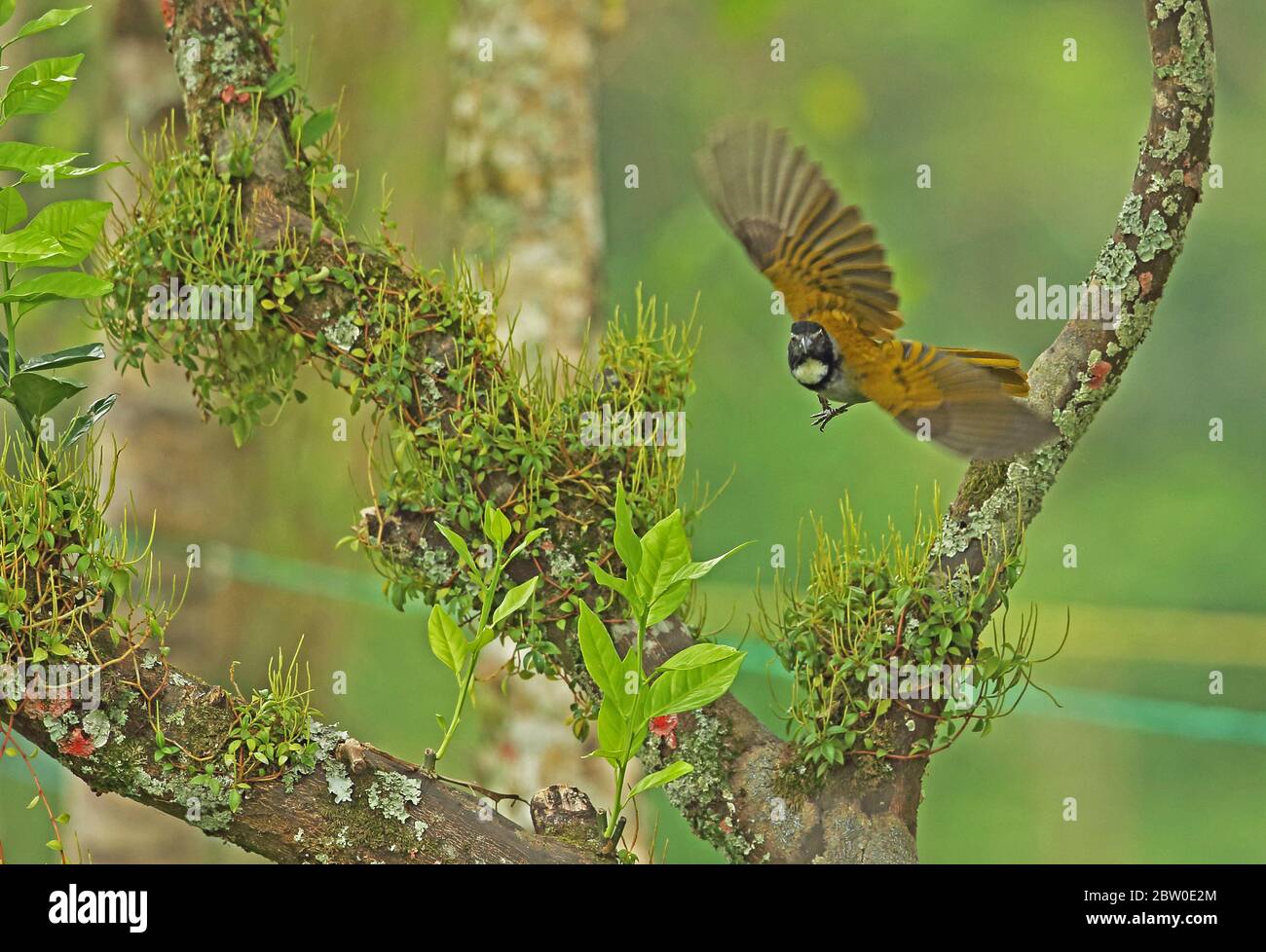 Black-headed Saltator (Saltator atriceps atriceps) adult taking off ...