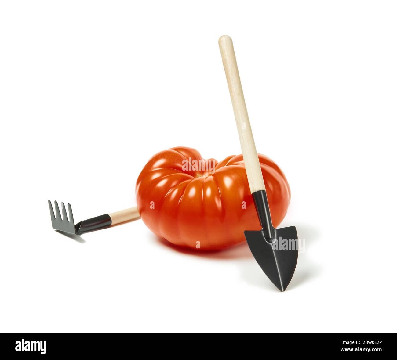 large real tomato next to toy garden tools isolated on white background ...