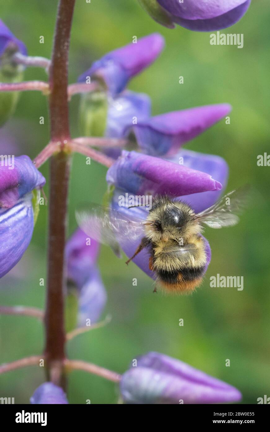 Fuzzy-horned Bumble bee (Bombus mixtus) foraging on Riverside Lupine ...
