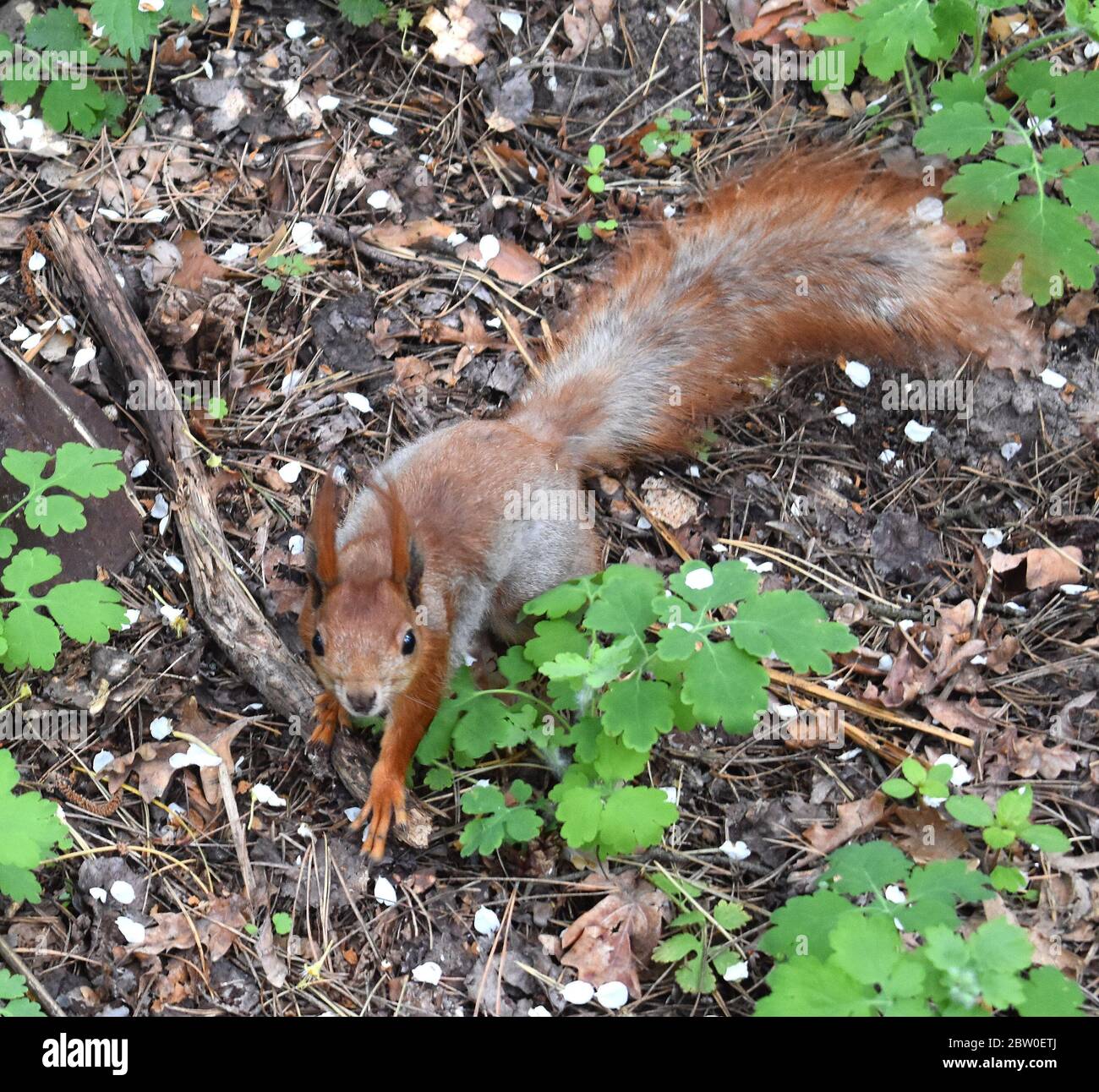 Cute cutie cuties hi-res stock photography and images - Alamy