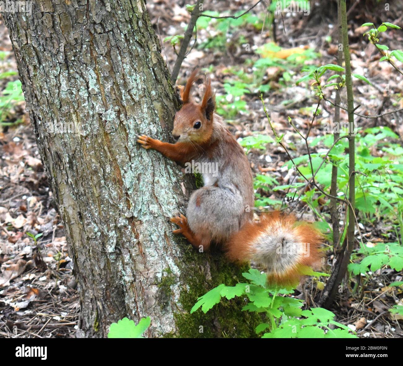 Home squirrel hi-res stock photography and images - Alamy