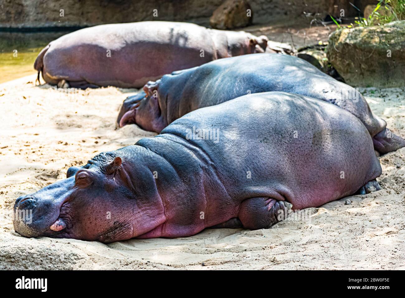 Hippo is resting in the sun Stock Photo - Alamy