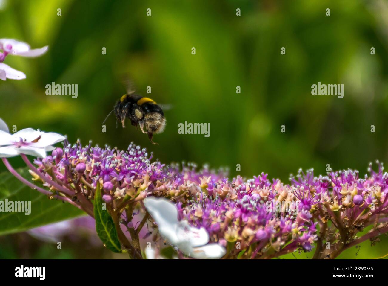 Bumblebee flies to the hydrangea's flower Stock Photo - Alamy