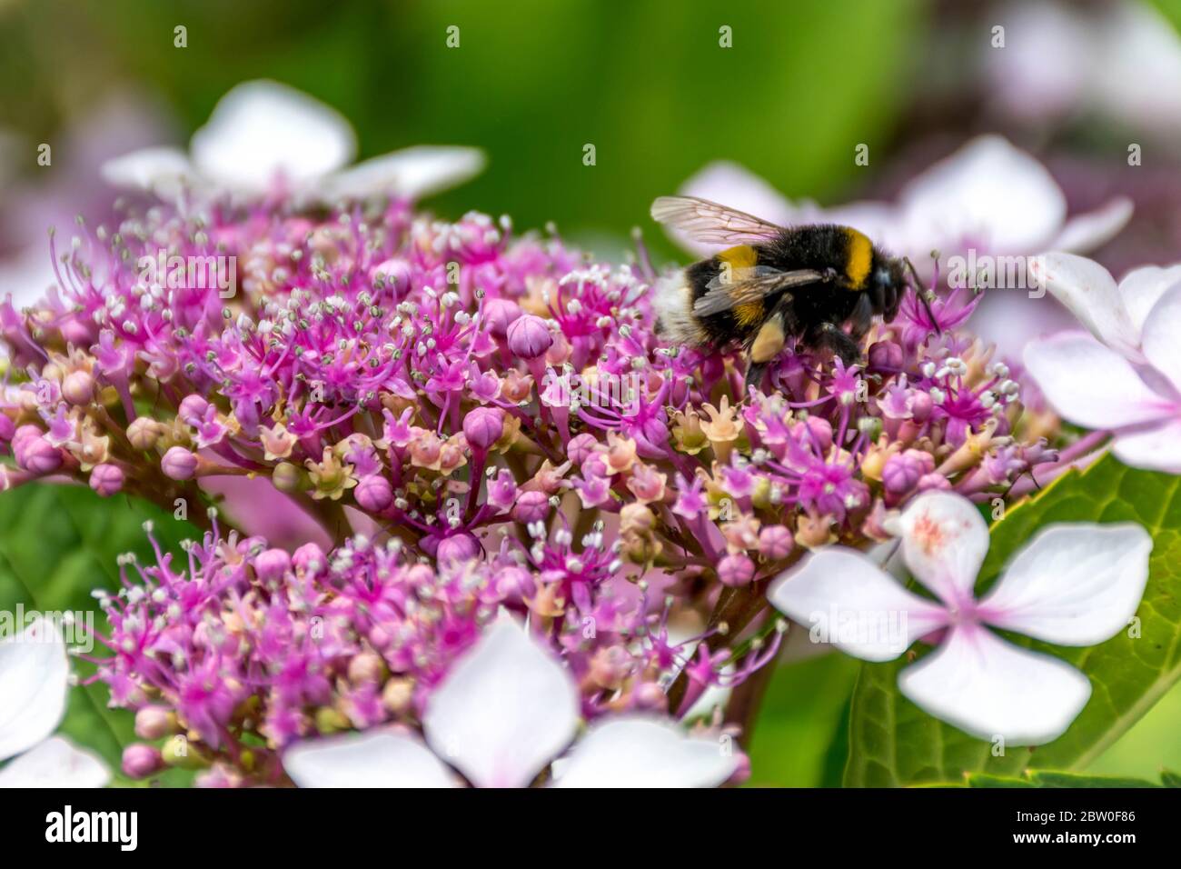 Hydrangea bee hi-res stock photography and images - Alamy
