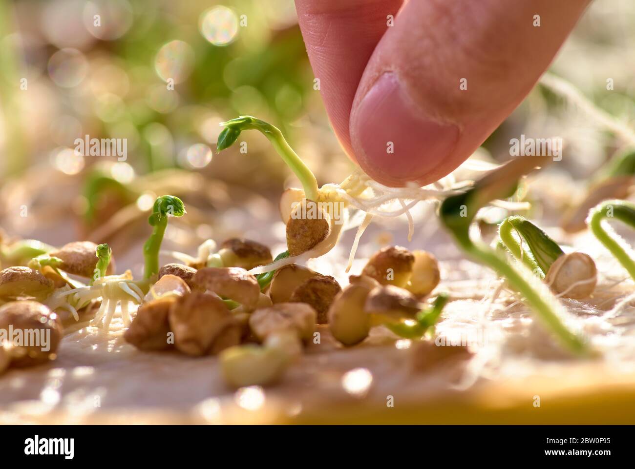 Pea seedling light hi-res stock photography and images - Alamy