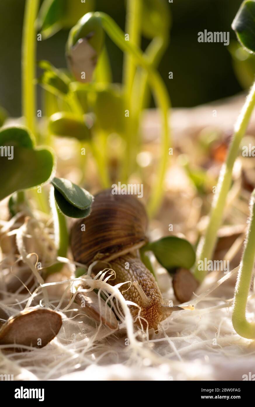 Seedlings and snail on Home plantation of seedlings, close-up. 5 June ...