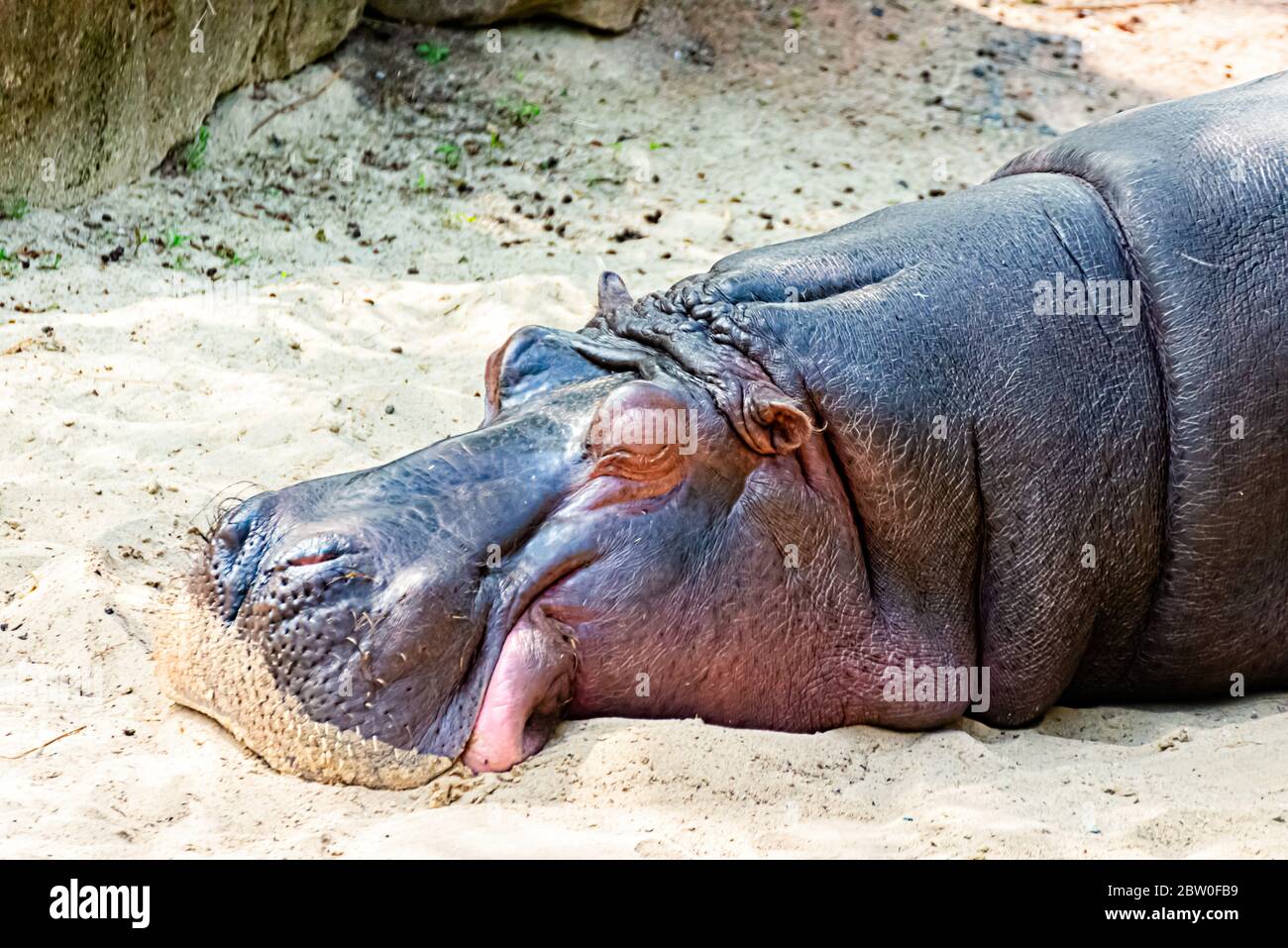 Hippo is resting in the sun Stock Photo - Alamy
