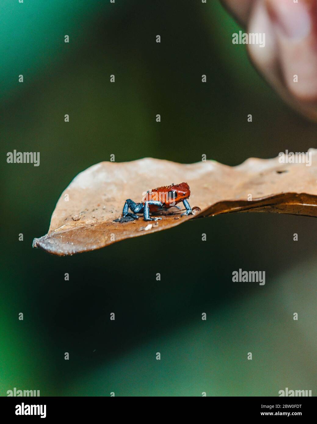 Costa rican bug hi-res stock photography and images - Alamy