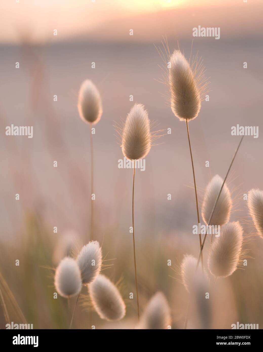 Lagurus Ovatus flowers by the coast Stock Photo - Alamy