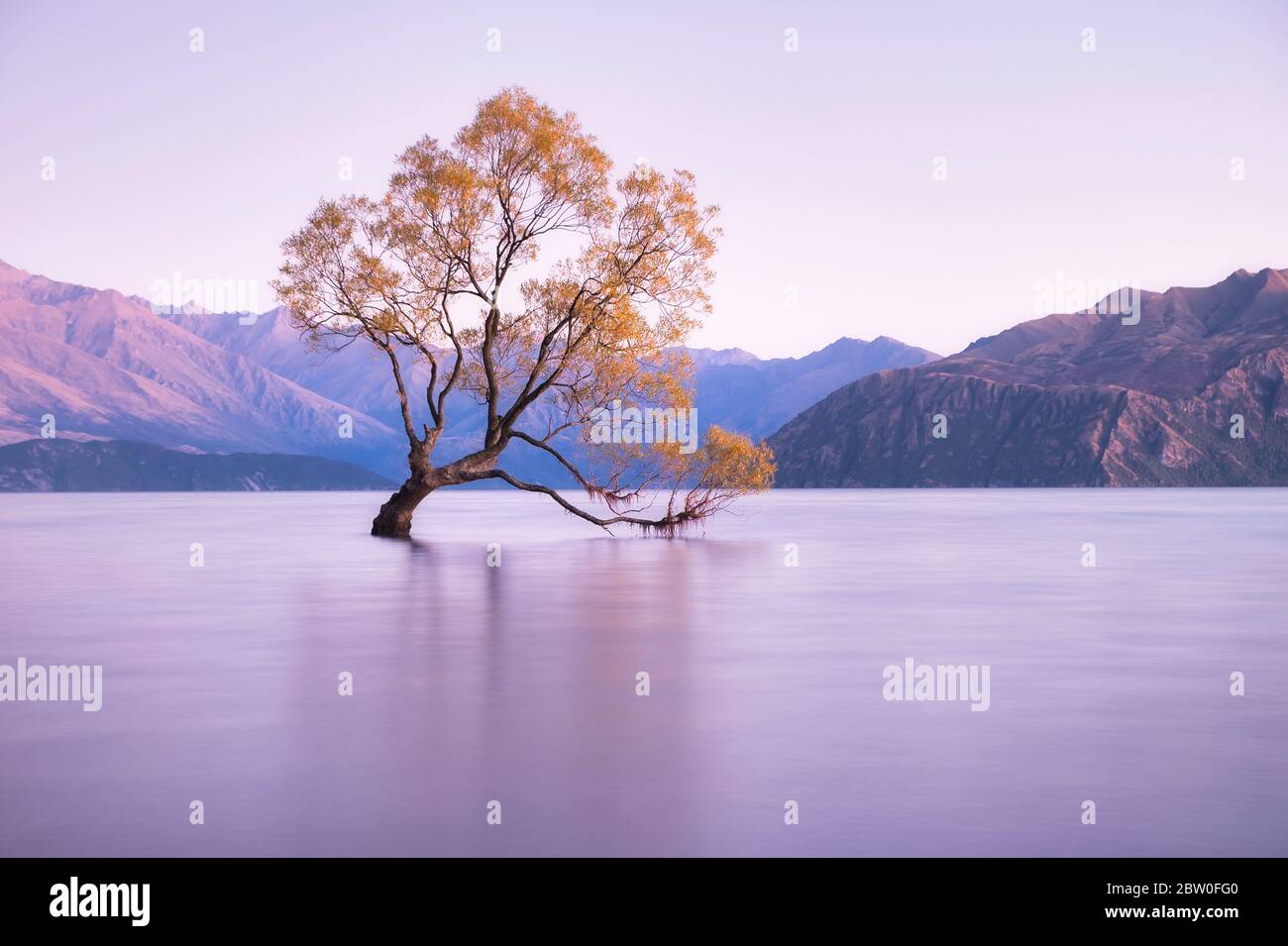 Wanaka tree hi-res stock photography and images - Alamy
