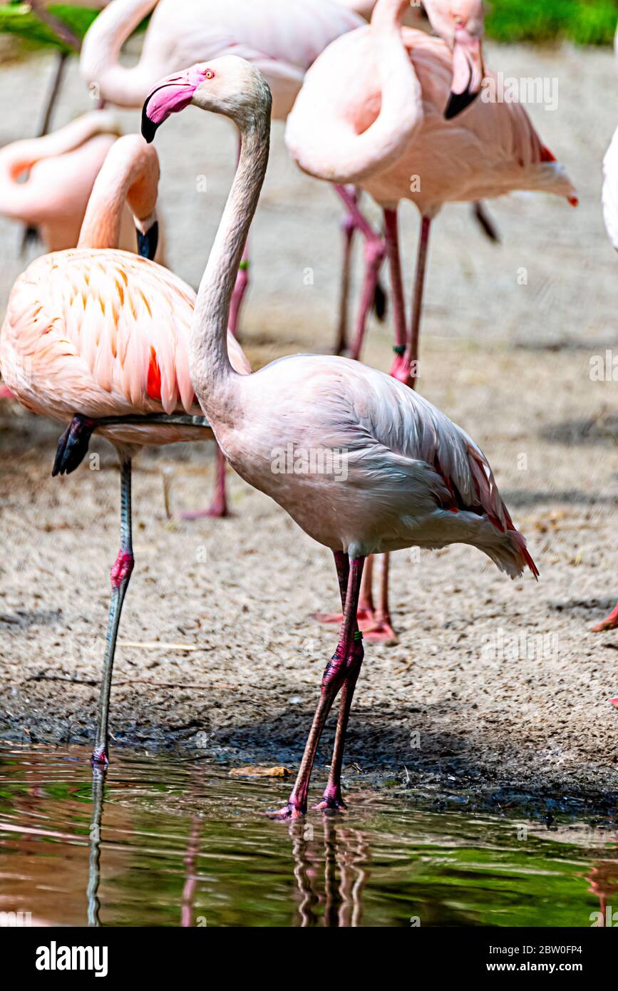 Flamingo strides through his territory Stock Photo - Alamy