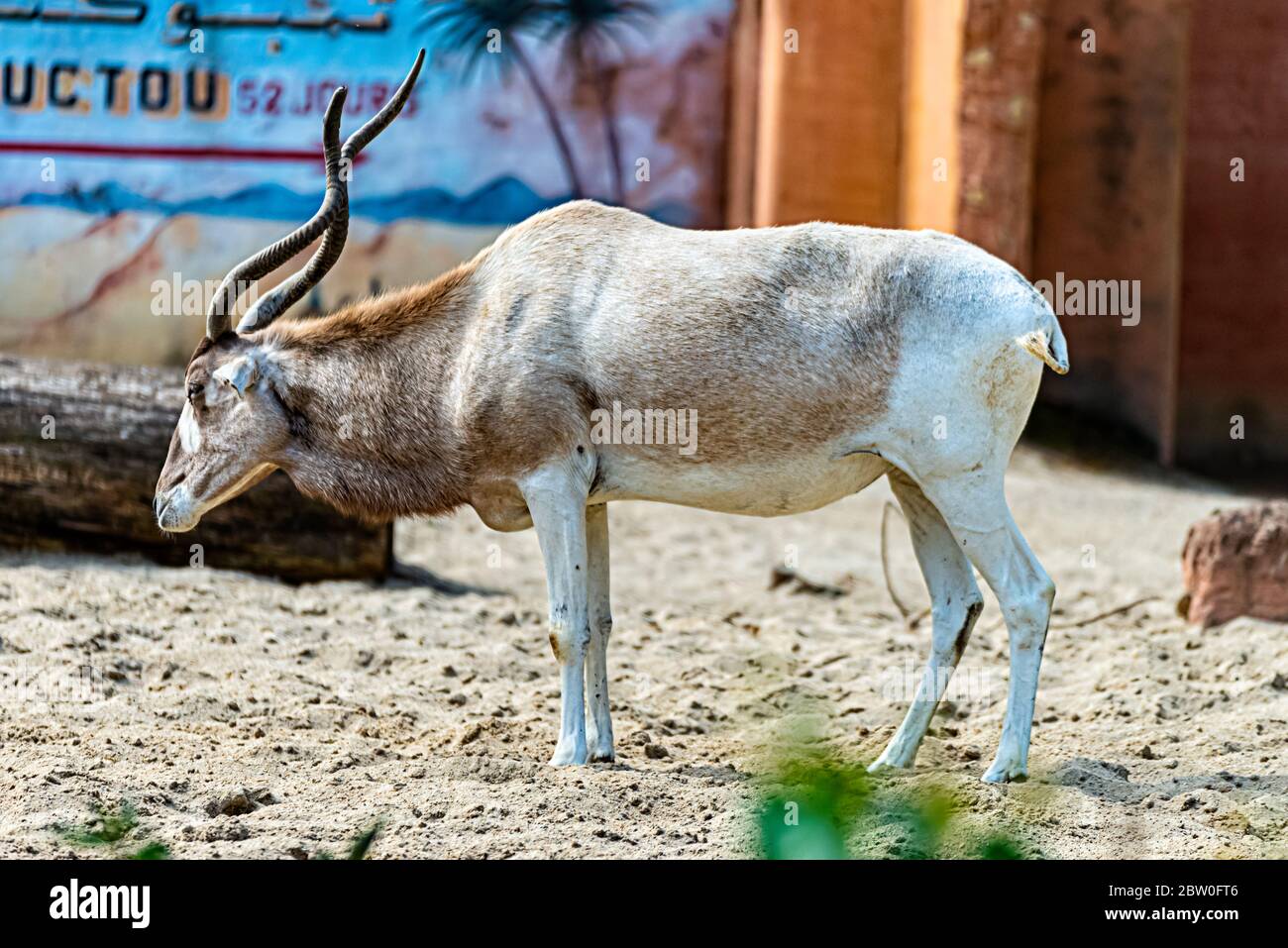 An Addax paces through his territory Stock Photo - Alamy