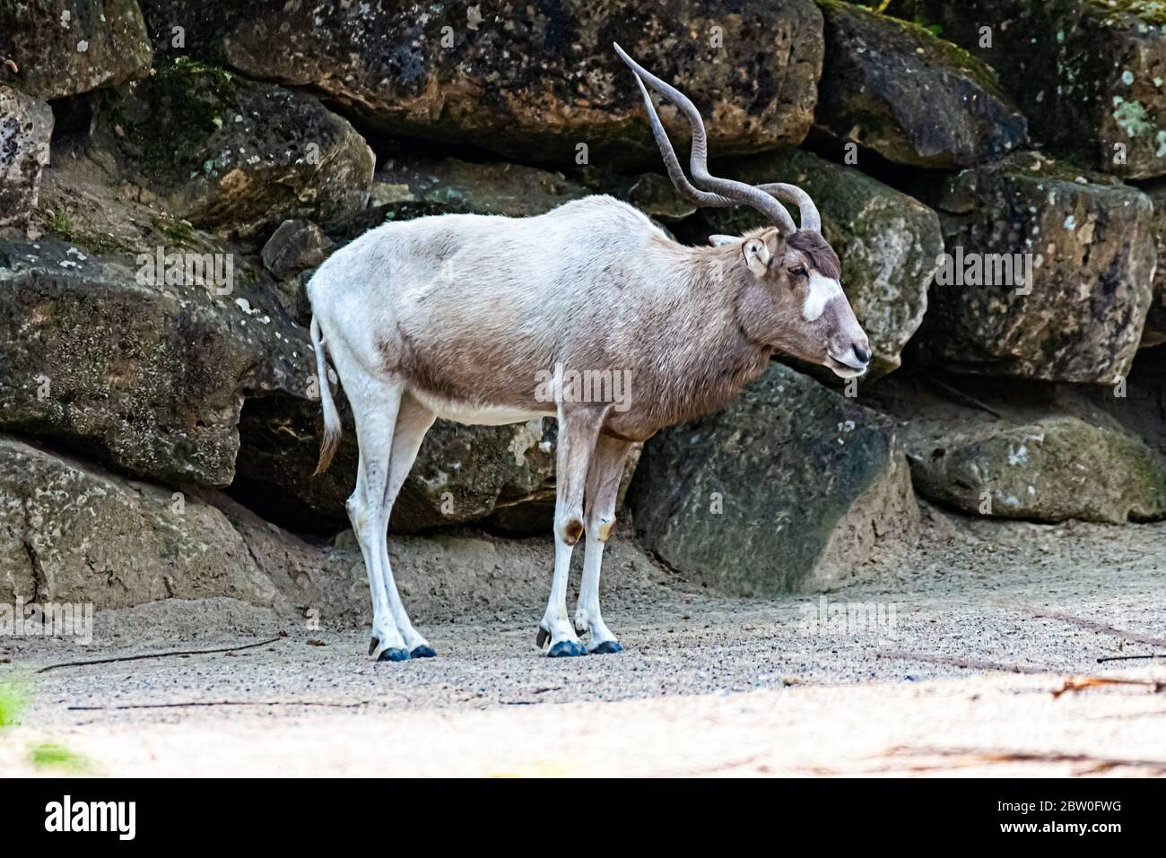 An Addax paces through his territory Stock Photo - Alamy
