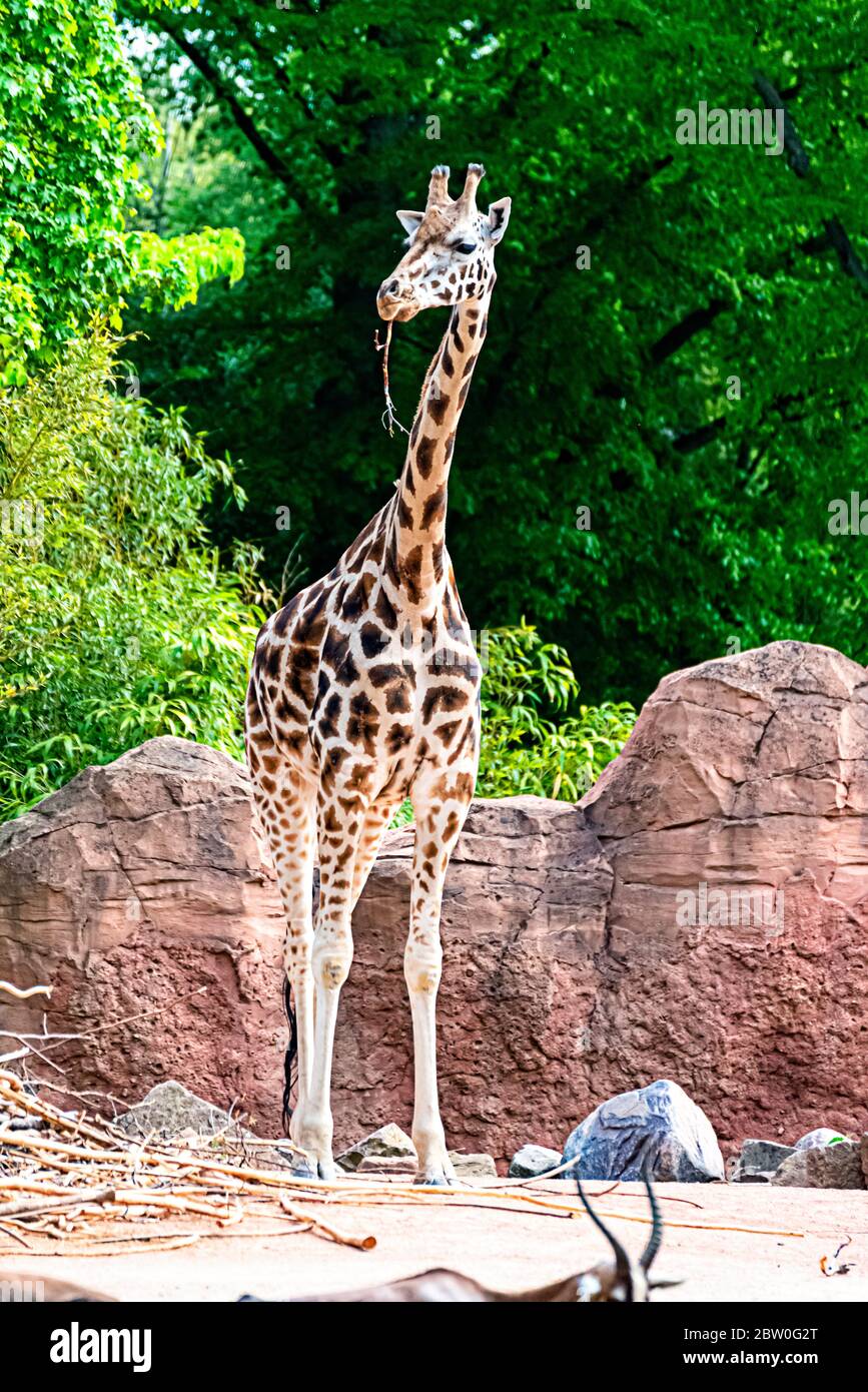 Giraffe eats branch and straw Stock Photo - Alamy