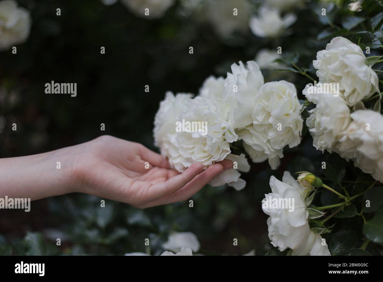 Female hand touching beautiful white garden roses Stock Photo - Alamy