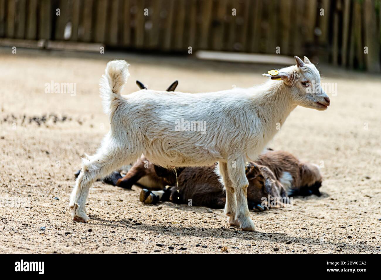 Little goat pisses standing up Stock Photo - Alamy