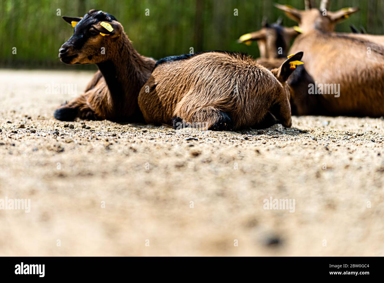 Little goat resting in the sun Stock Photo - Alamy