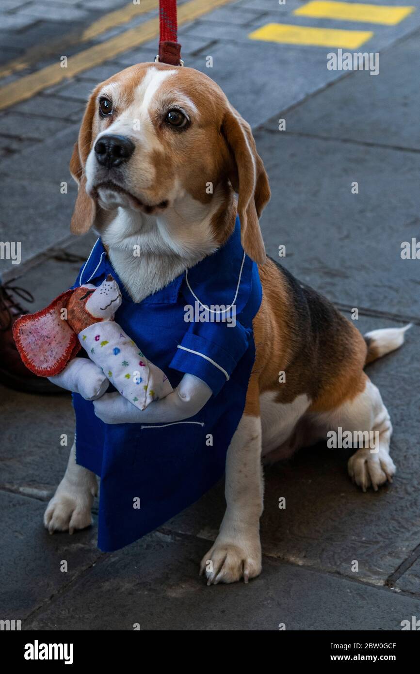 Clapping dog hi-res stock photography and images - Alamy