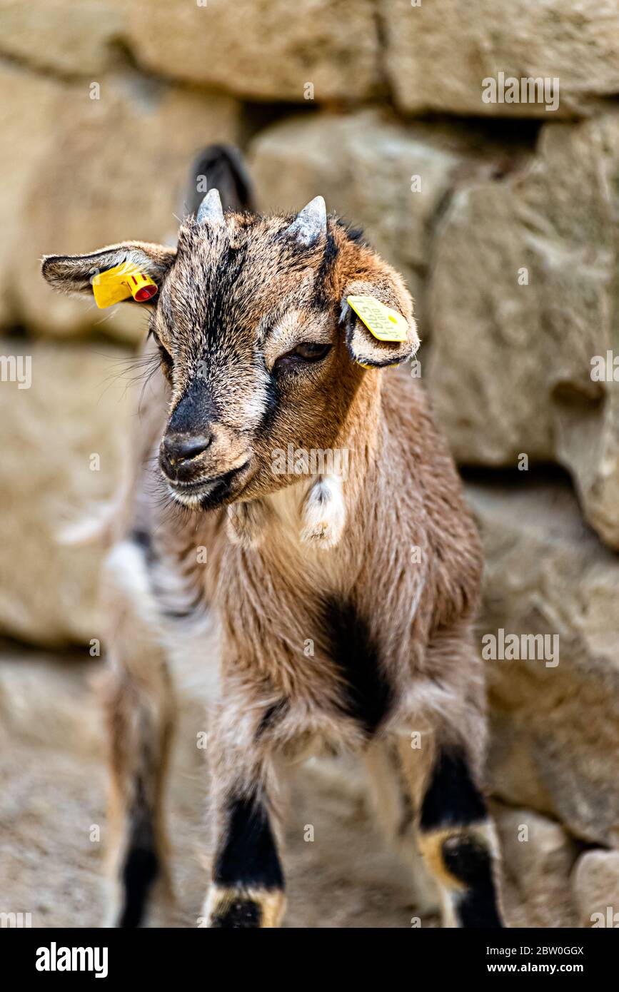 Portrait of a small goat Stock Photo - Alamy