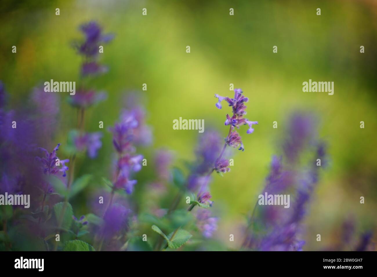 Violet wild flowers growing in a green spring field Stock Photo - Alamy
