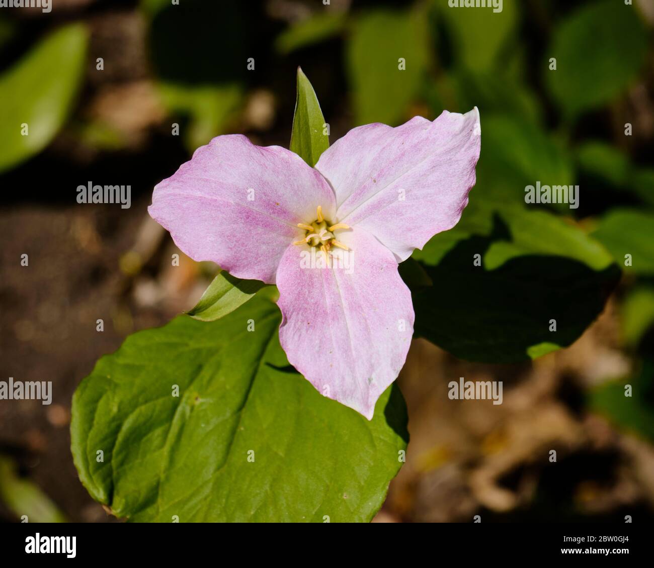 Pink Trillium Grandiflorum