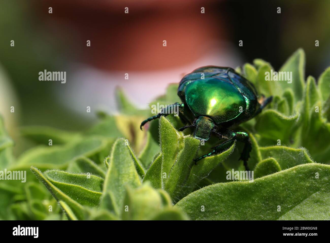 Cetonia aurata on green leaf hi-res stock photography and images - Alamy