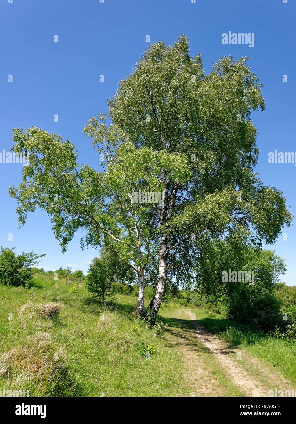 Silver Birch - Betula pendula Tree in early summer Stock Photo - Alamy
