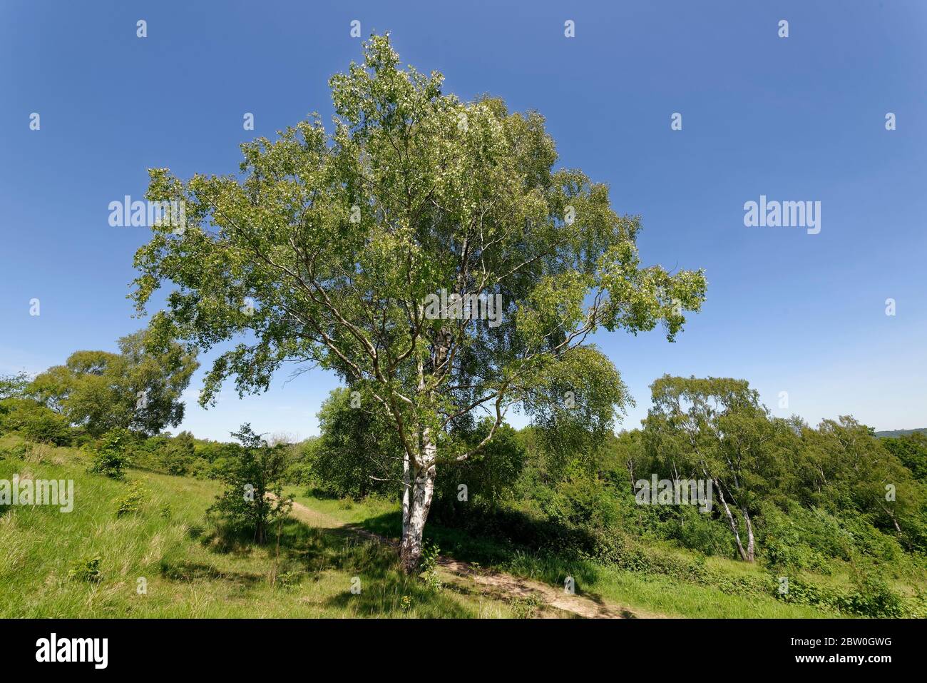 Silver Birch - Betula pendula Tree in early summer Stock Photo - Alamy