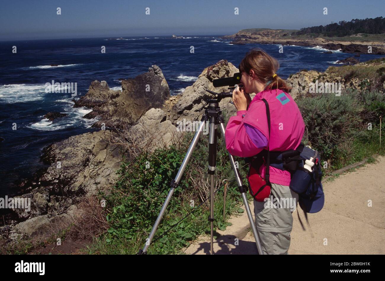 Birdwatching, Point Lobos State Reserve, California Stock Photo - Alamy