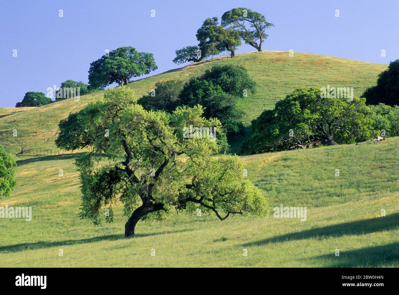 Oak savanna california hi-res stock photography and images - Alamy