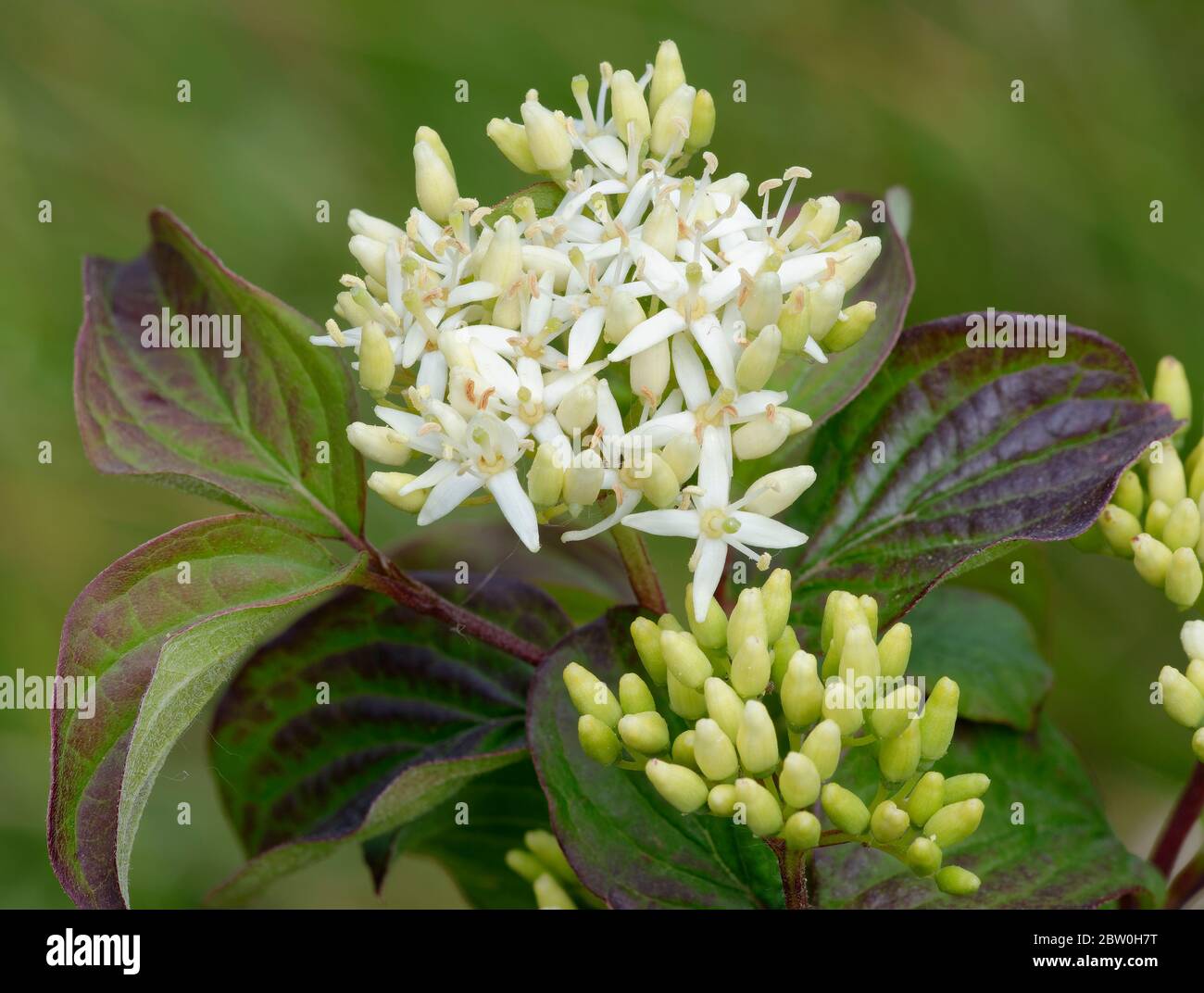 Dogwood Cornus Sanguinea Closeup Of Flowers And Leaves Stock Photo dogwood-cornus-sanguinea-closeup-of-flowers-and-leaves-stock-photo