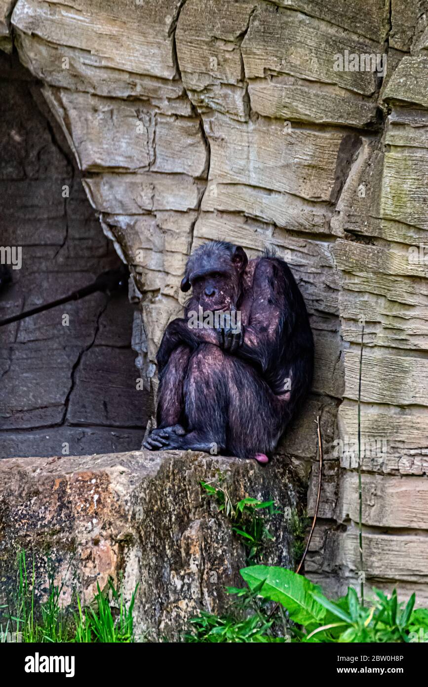 Chimpanzee stone hi-res stock photography and images - Alamy