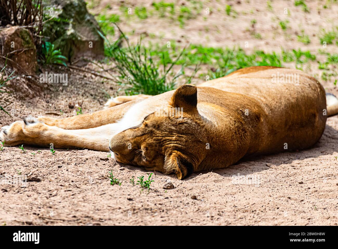 Berber lion hi-res stock photography and images - Alamy