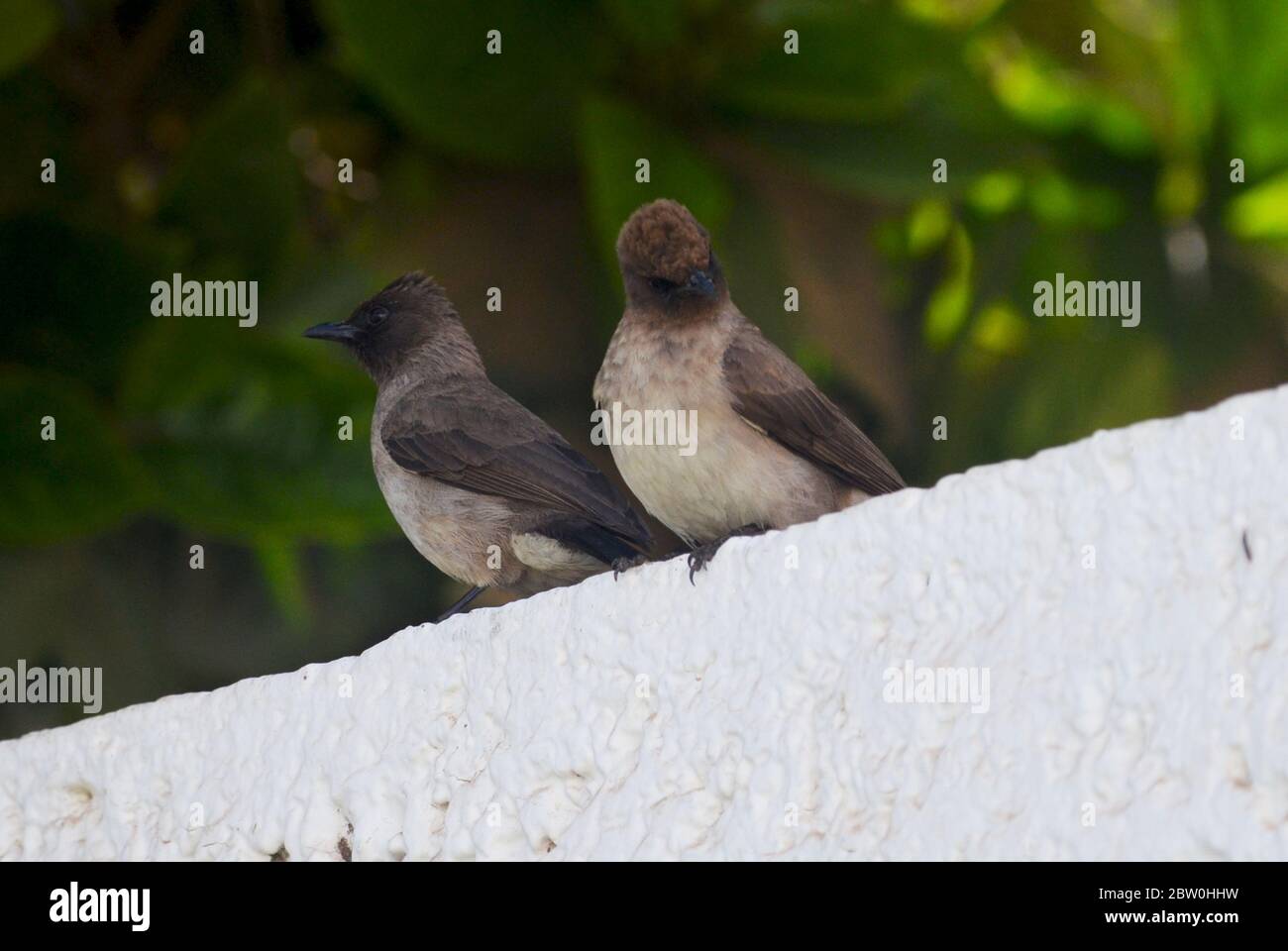 Common Bulbul (Pycnonotus barbatus) in a urban garden in Dakar, Senegal ...