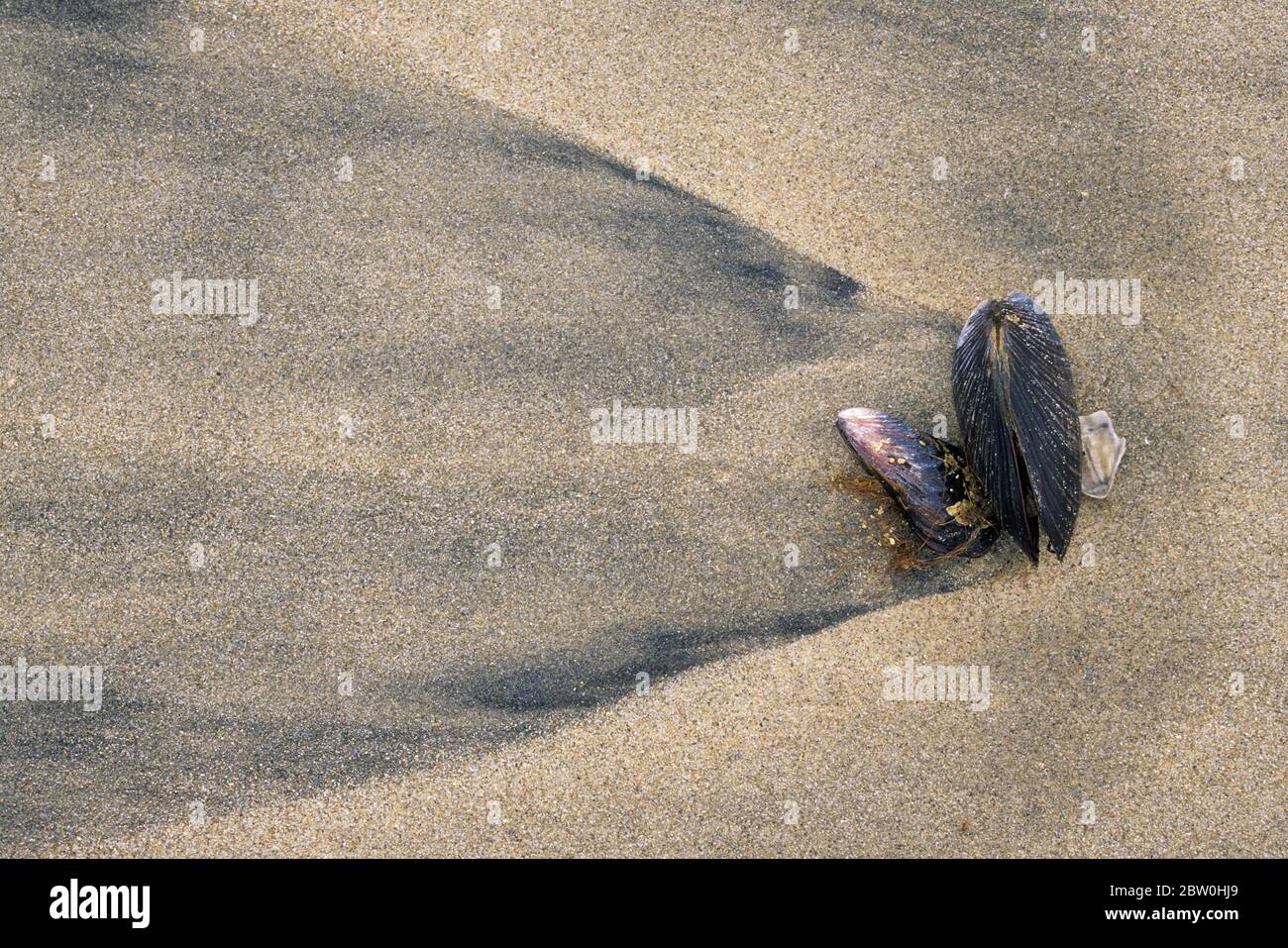 Mussels on beach north of Tijuana River mouth, Tijuana Slough National ...