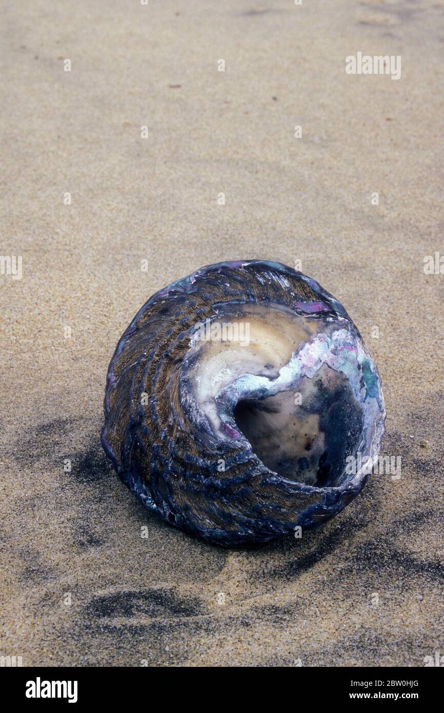 Tijuana slough national wildlife hi-res stock photography and images ...