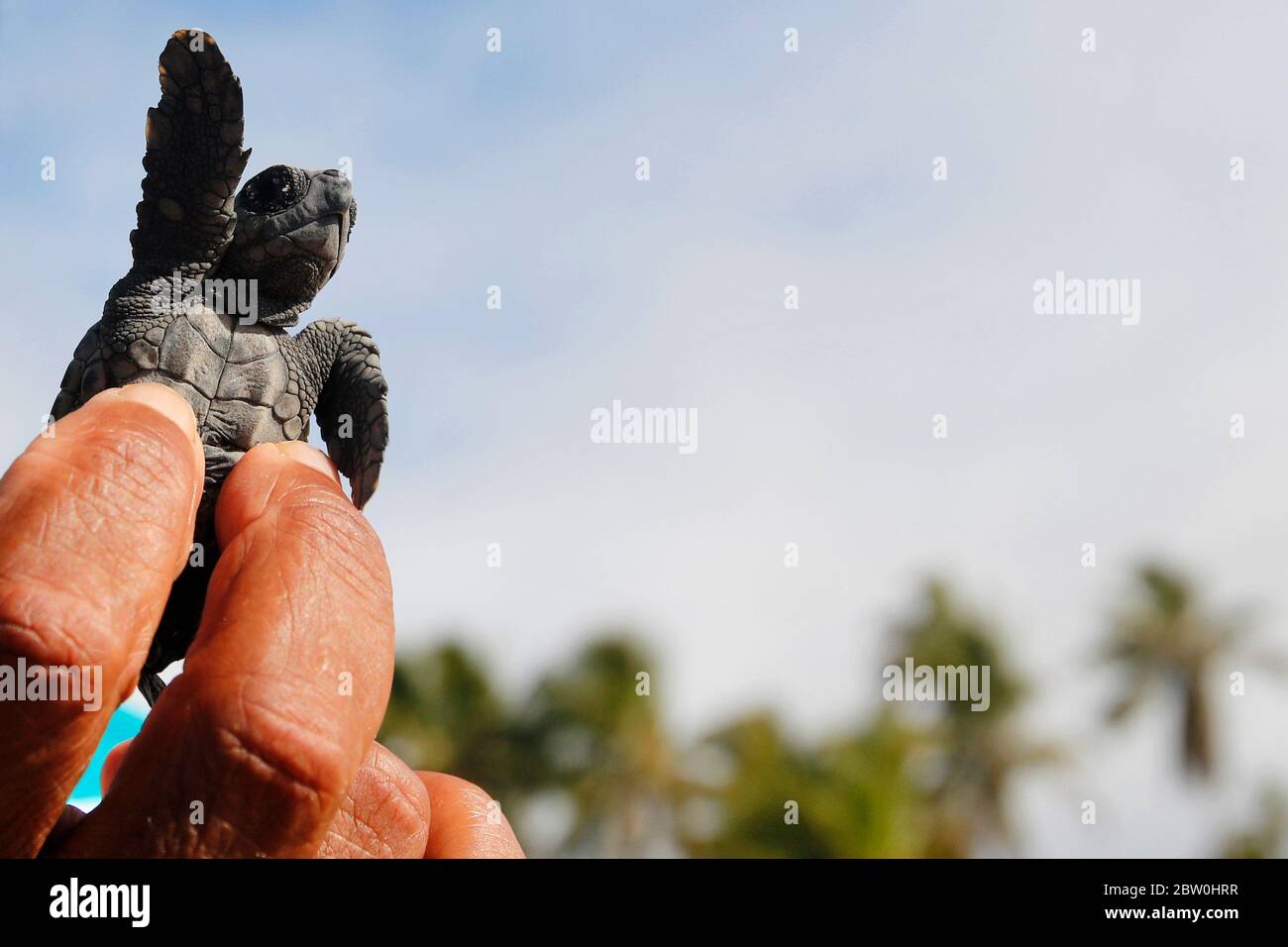Cute hatchling baby loggerhead sea turtle (caretta caretta) handheld ...