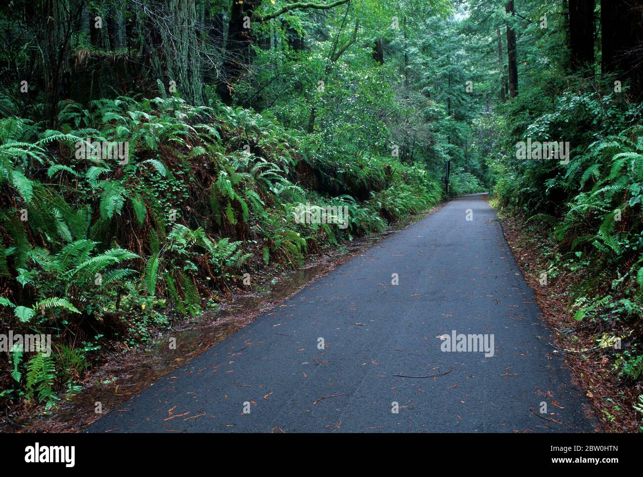 Sir Francis Drake Bikeway (Rail Trail), Samuel Taylor State Park ...