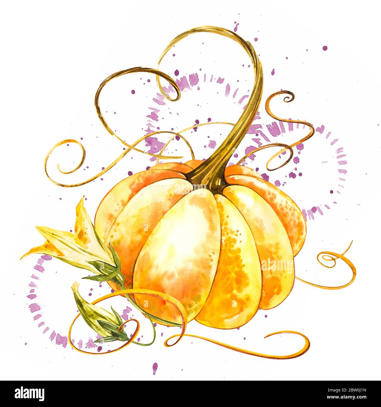 Pumpkin. Hand drawn watercolor painting on white background. Watercolor ...