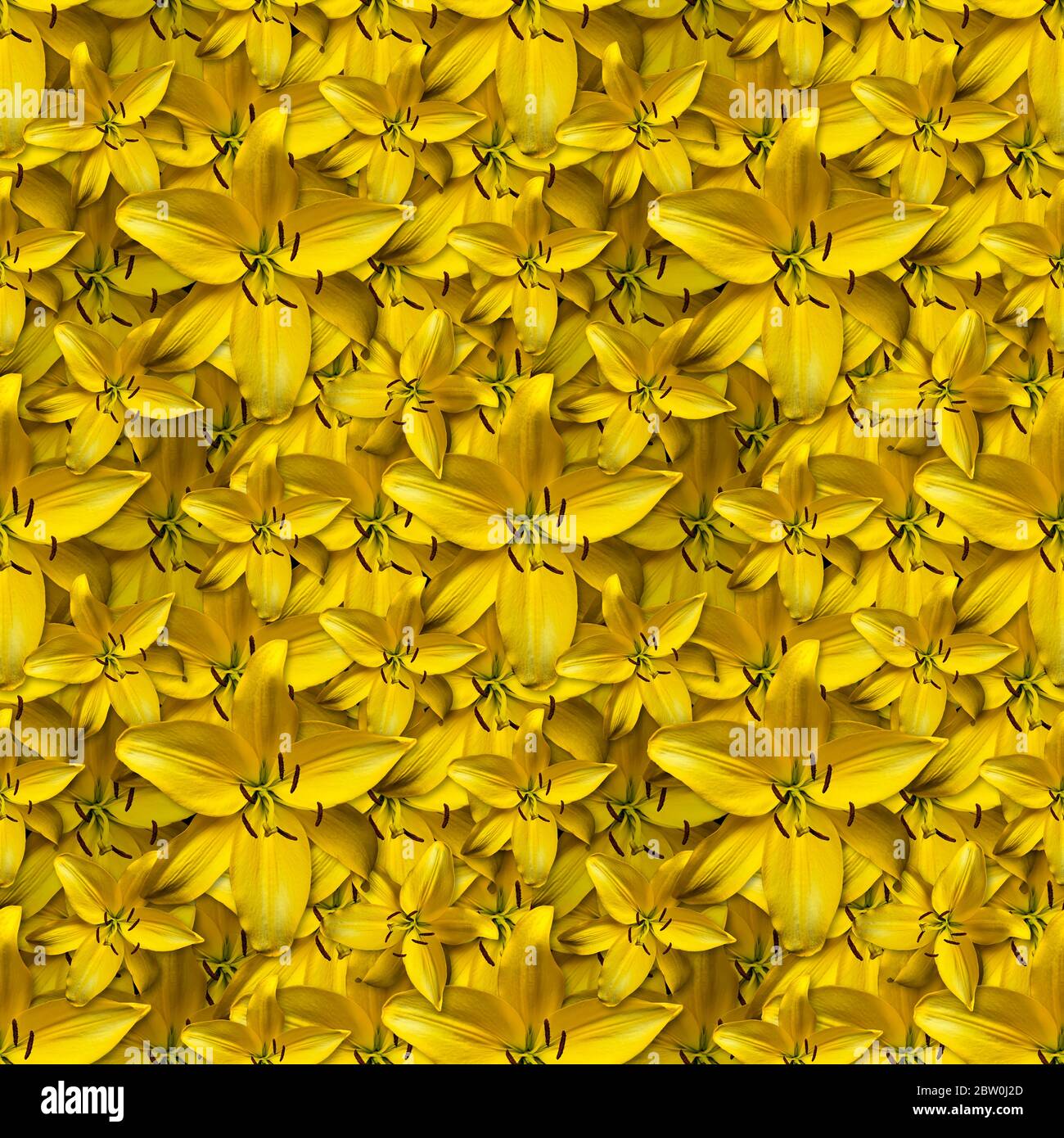repeating seamless pattern of yellow flowers. Daylily Hemerocallis ...