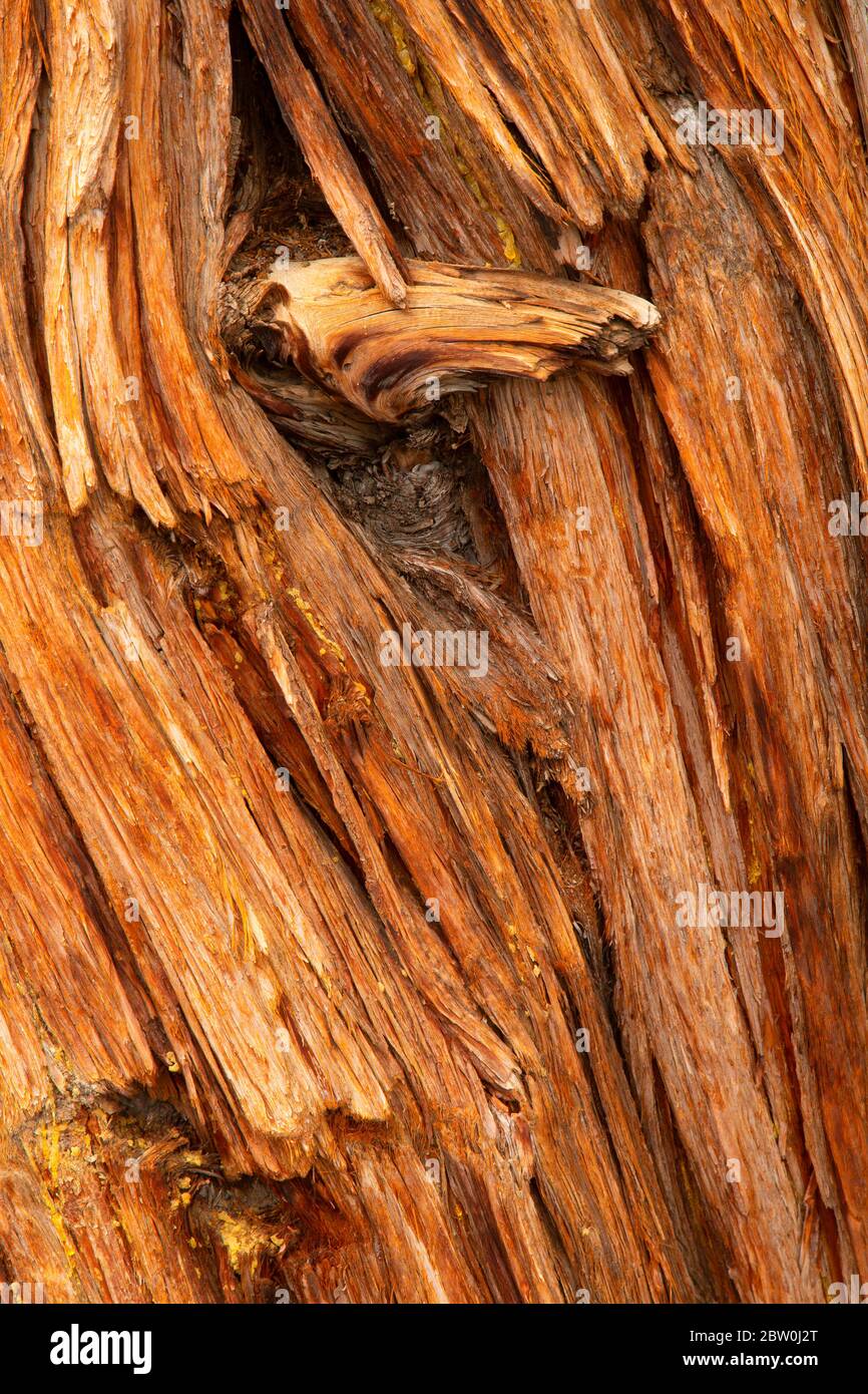 Juniperus Scopulorum Bark