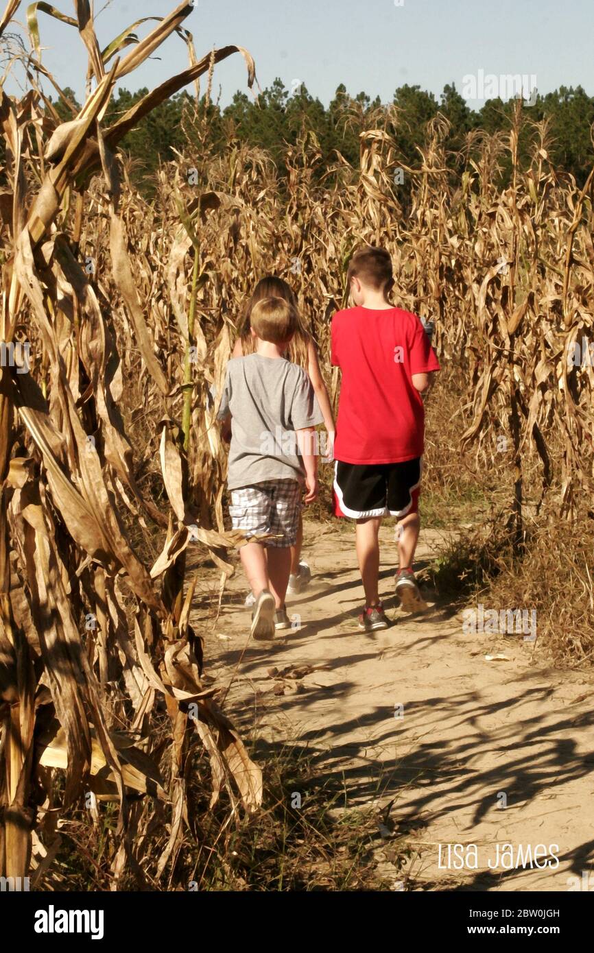 Cornstalk hi-res stock photography and images - Alamy