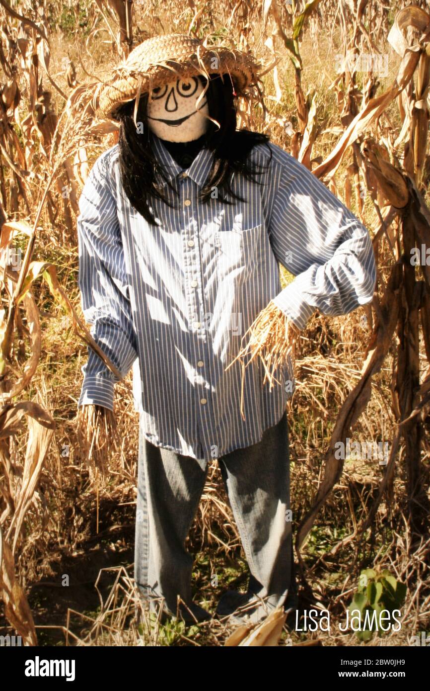 Walking through a cornstalk field and scarecrow standing in cornstalk ...