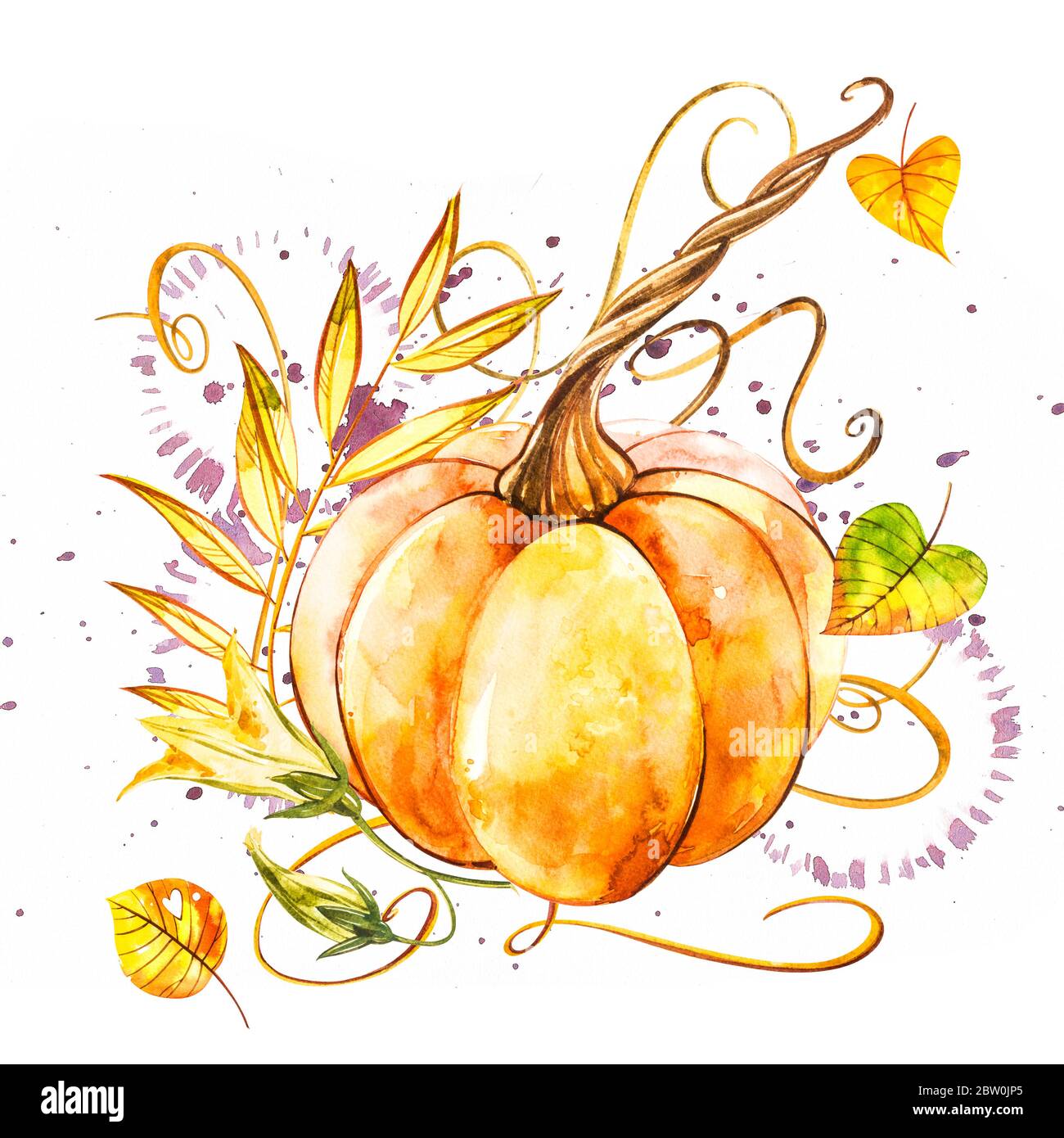 Pumpkin. Hand drawn watercolor painting on white background. Watercolor ...